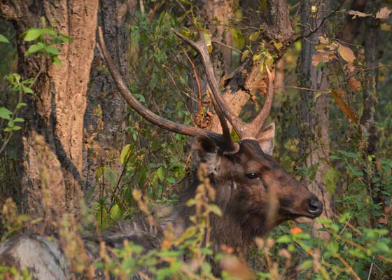 Ranthambore National Park - India Wildlife Holidays