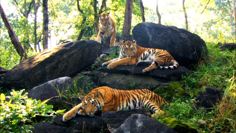 Jungle Odyssey - India Wildlife Holidays